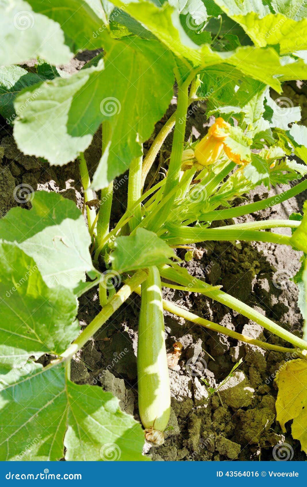 Ripe Squash on Ground in Garden Stock Photo - Image of farmland ...