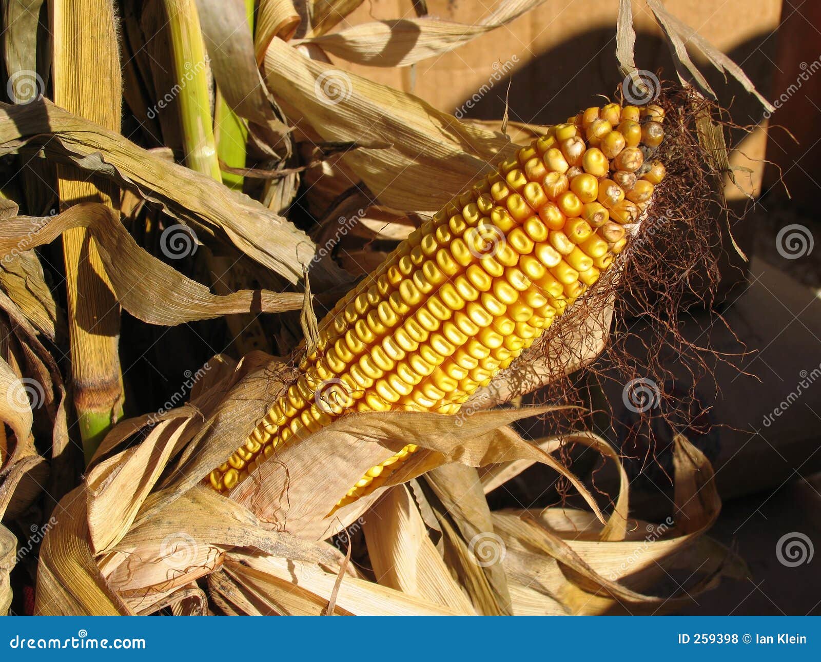 Ripe Stalk of Corn stock photo. Image of harvest, stalk - 259398