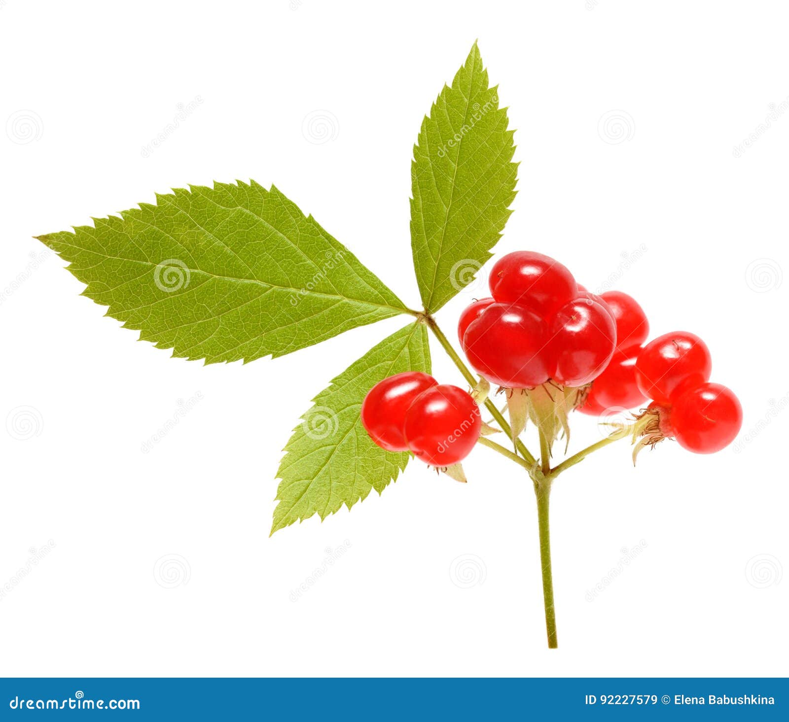 Ripe Stone Berry with Leaves Stock Image - Image of plant, season: 92227579