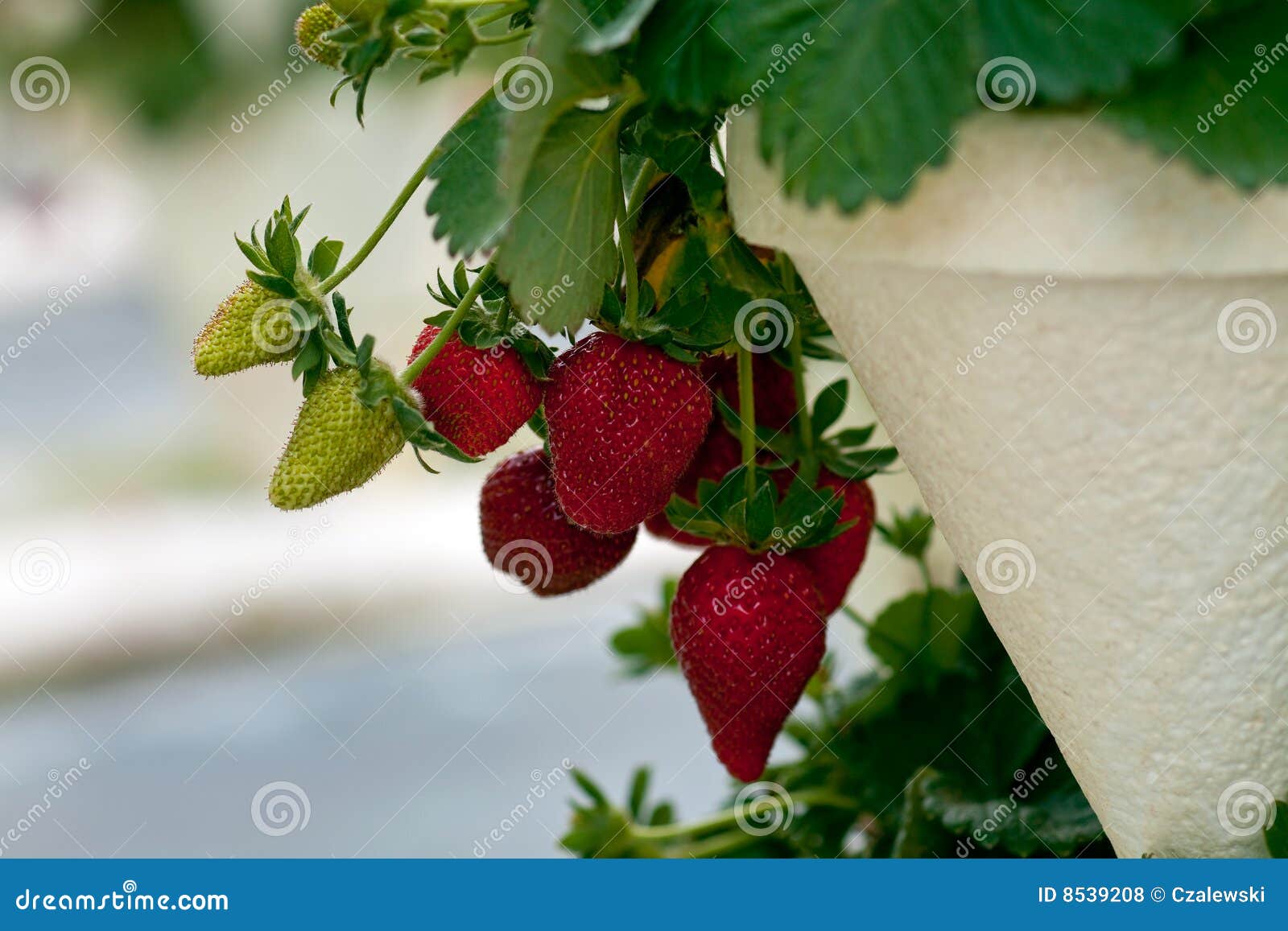 Ripe strawberries stock photo. Image of farm, juicy, green - 8539208