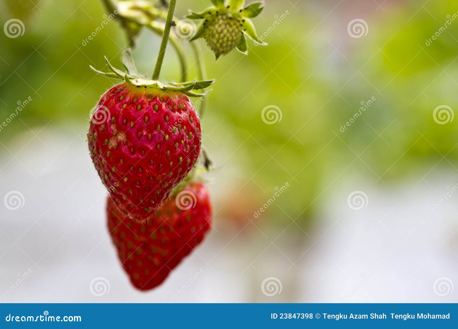 Ripe Strawberry stock photo. Image of background, growing - 23847398