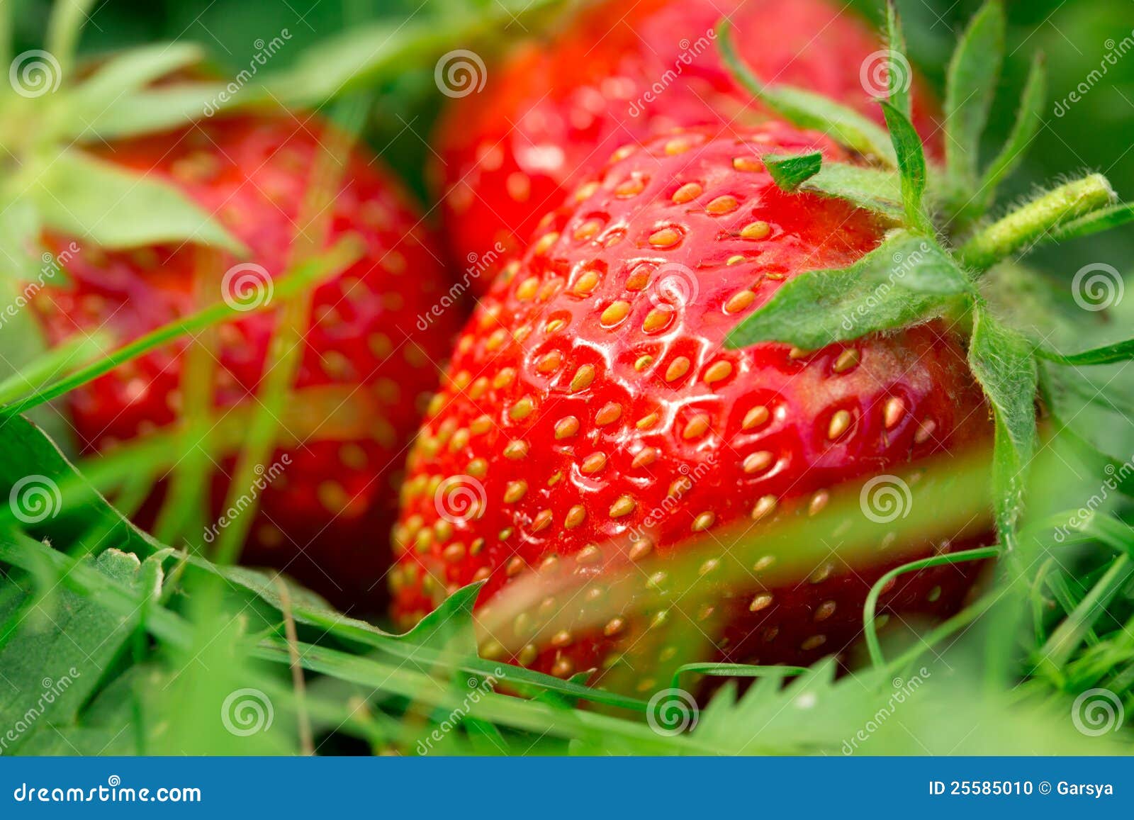 Ripe strawberry stock photo. Image of freshness, outdoors - 25585010