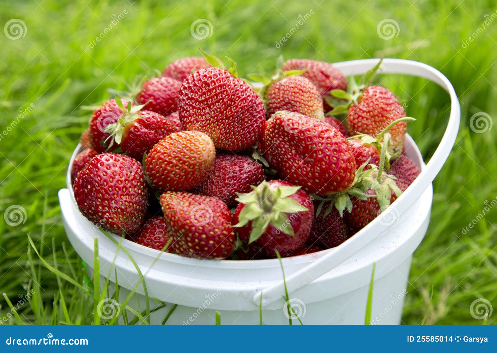 Ripe strawberry stock photo. Image of garden, closeup - 25585014