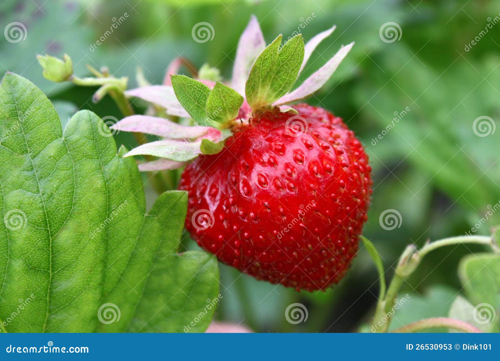 Ripe strawberry stock image. Image of branch, delicious - 26530953