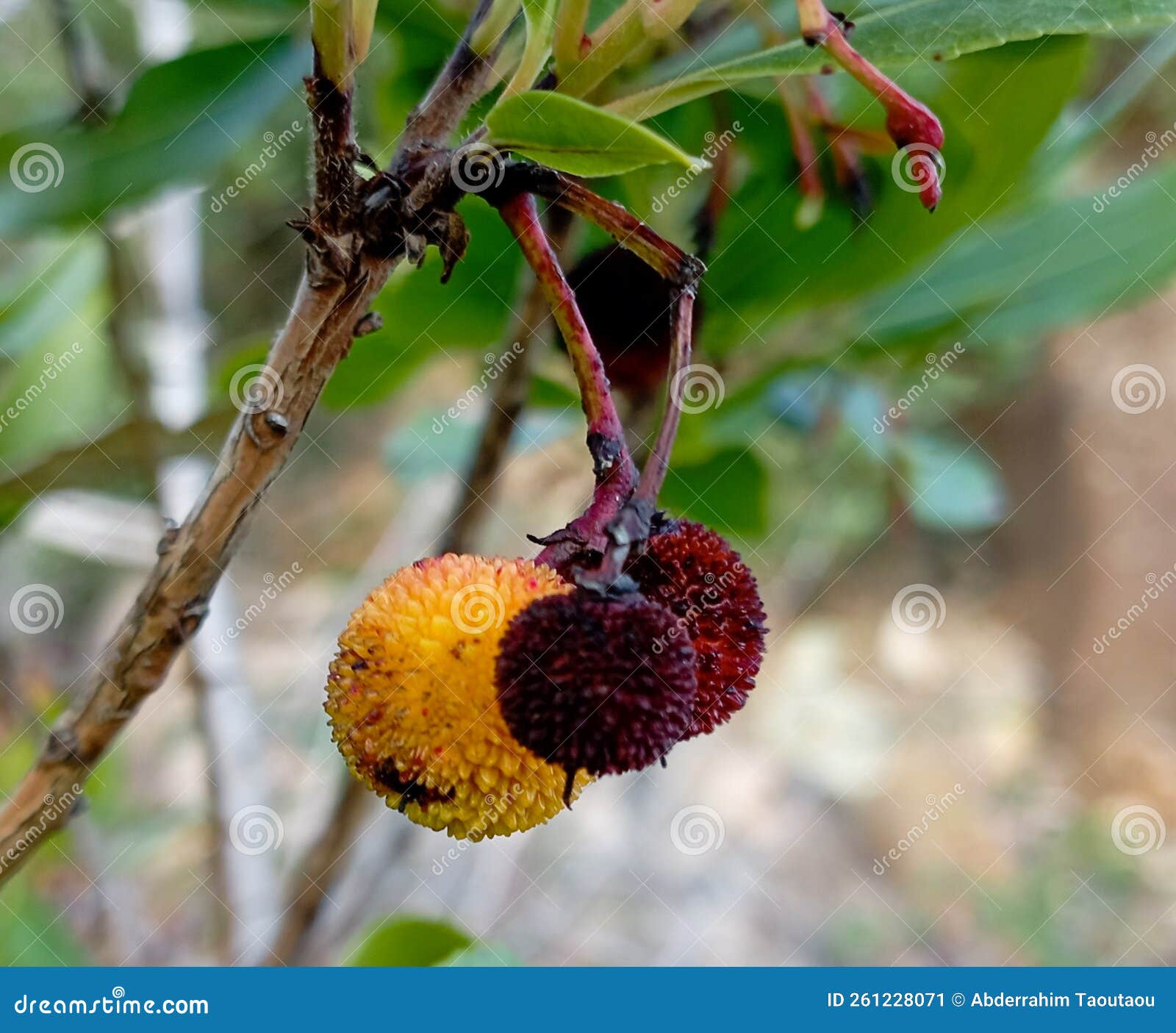 Ripe Strawberry Fruit, Arbutus Fruit Stock Image - Image of branch ...