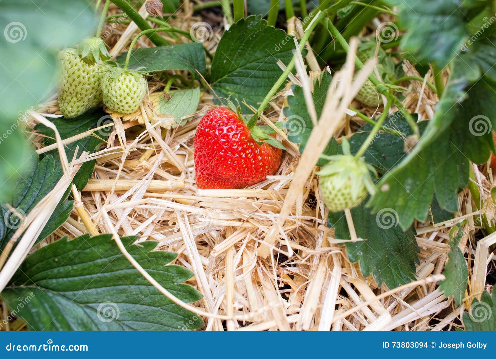 Ripe Strawberry stock photo. Image of juicy, organic - 73803094