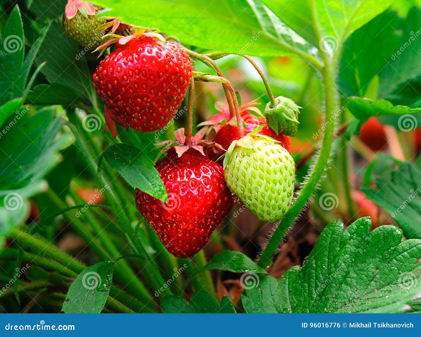 Ripe Strawberry Grows on a Farm in the Ground Stock Photo - Image of ...