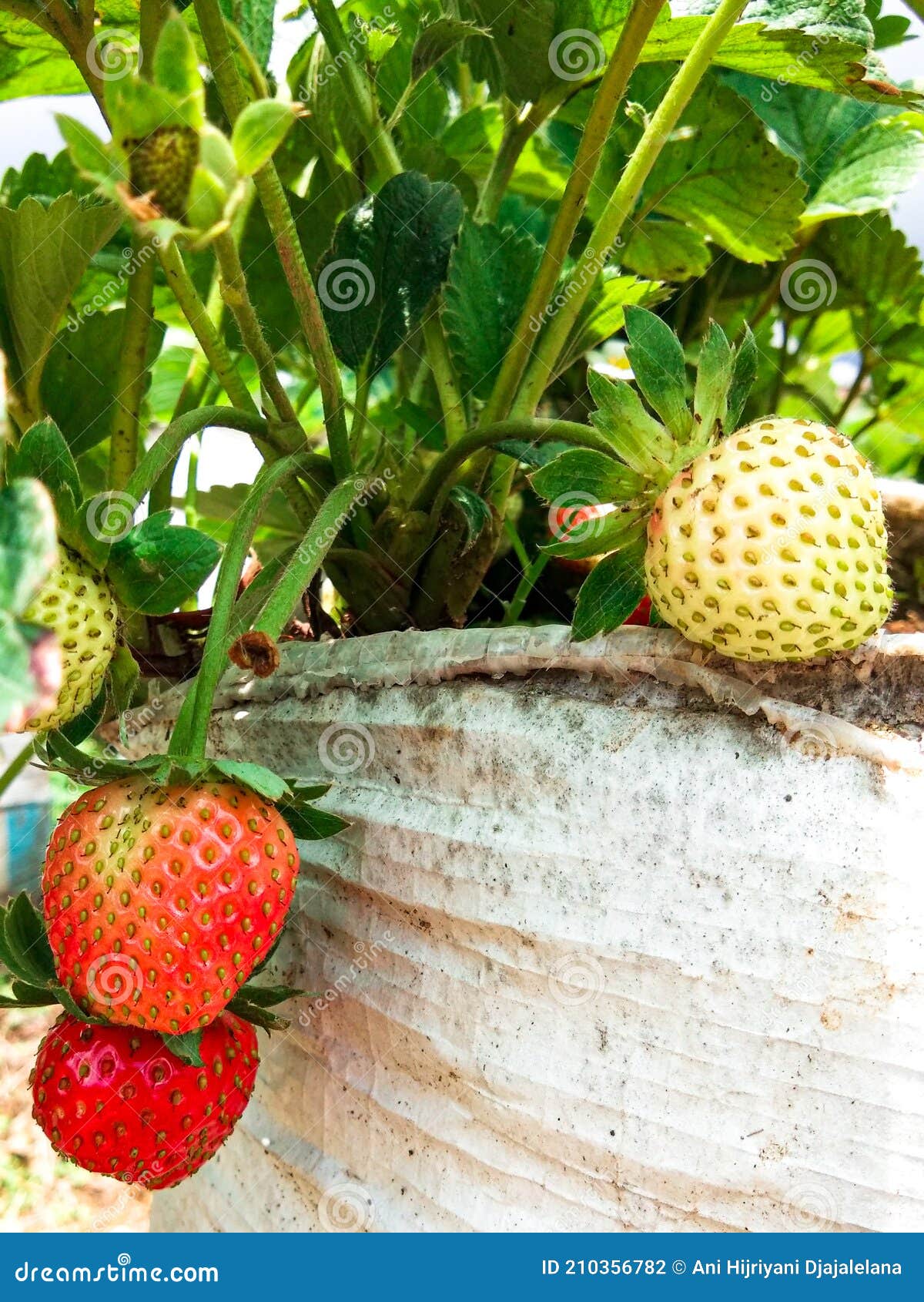 Ripe Strawberry and Half-a-cheese on the Tree Stock Photo - Image of ...