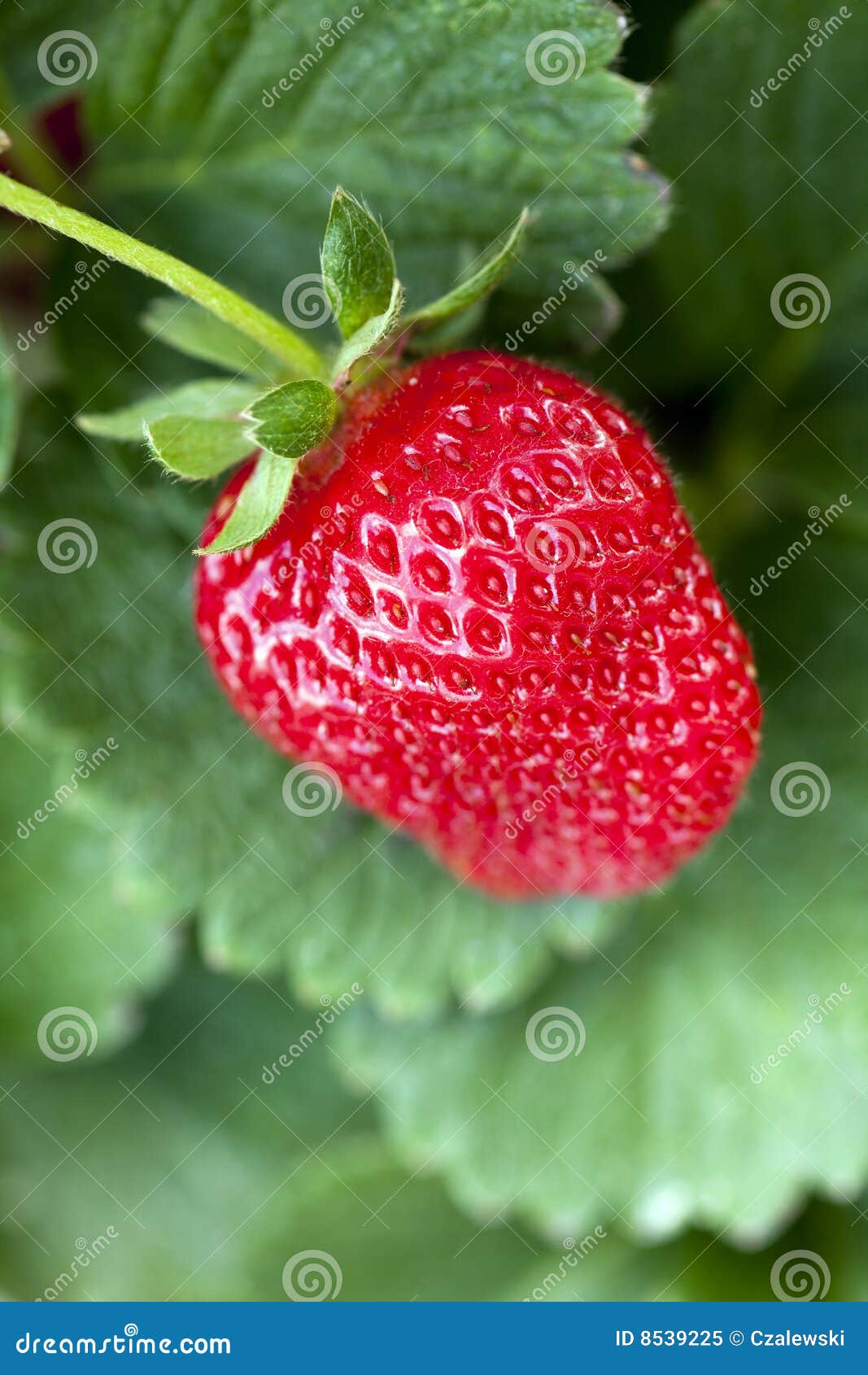 Ripe strawberry plant stock image. Image of strawberry - 8539225