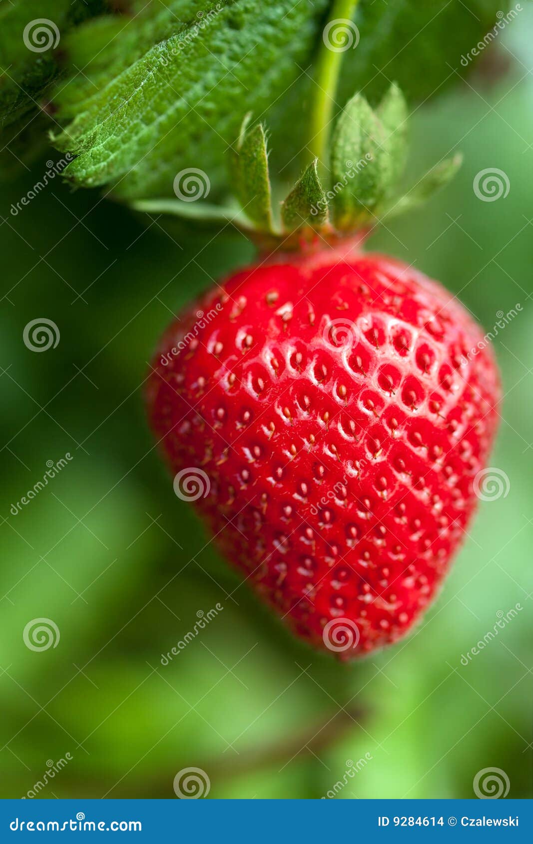 Ripe strawberry plant stock photo. Image of stem, nutrition - 9284614