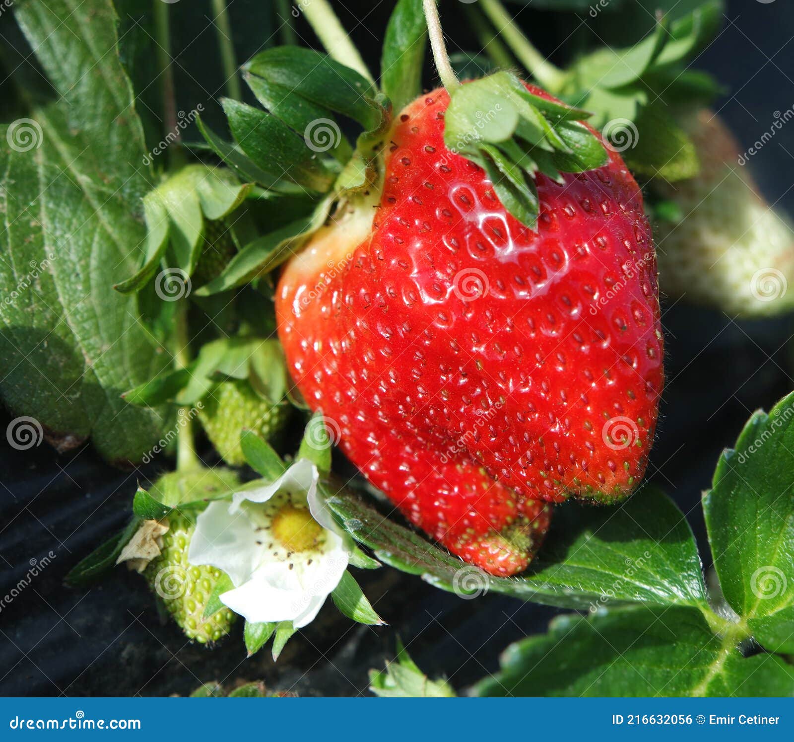 Ripe strawberry on plant stock photo. Image of fresh - 216632056