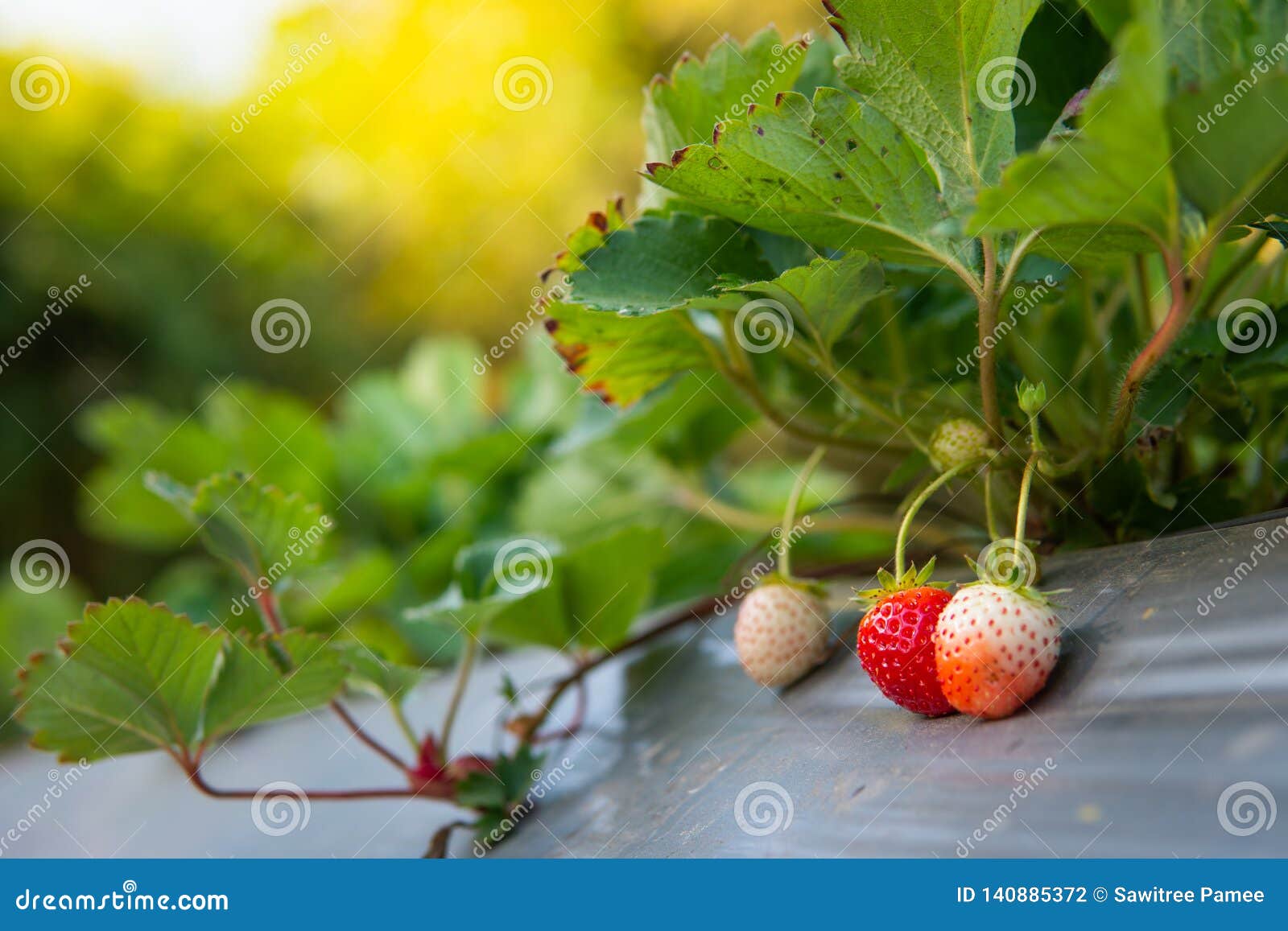 Ripe strawberry in plant stock photo. Image of healthy - 140885372