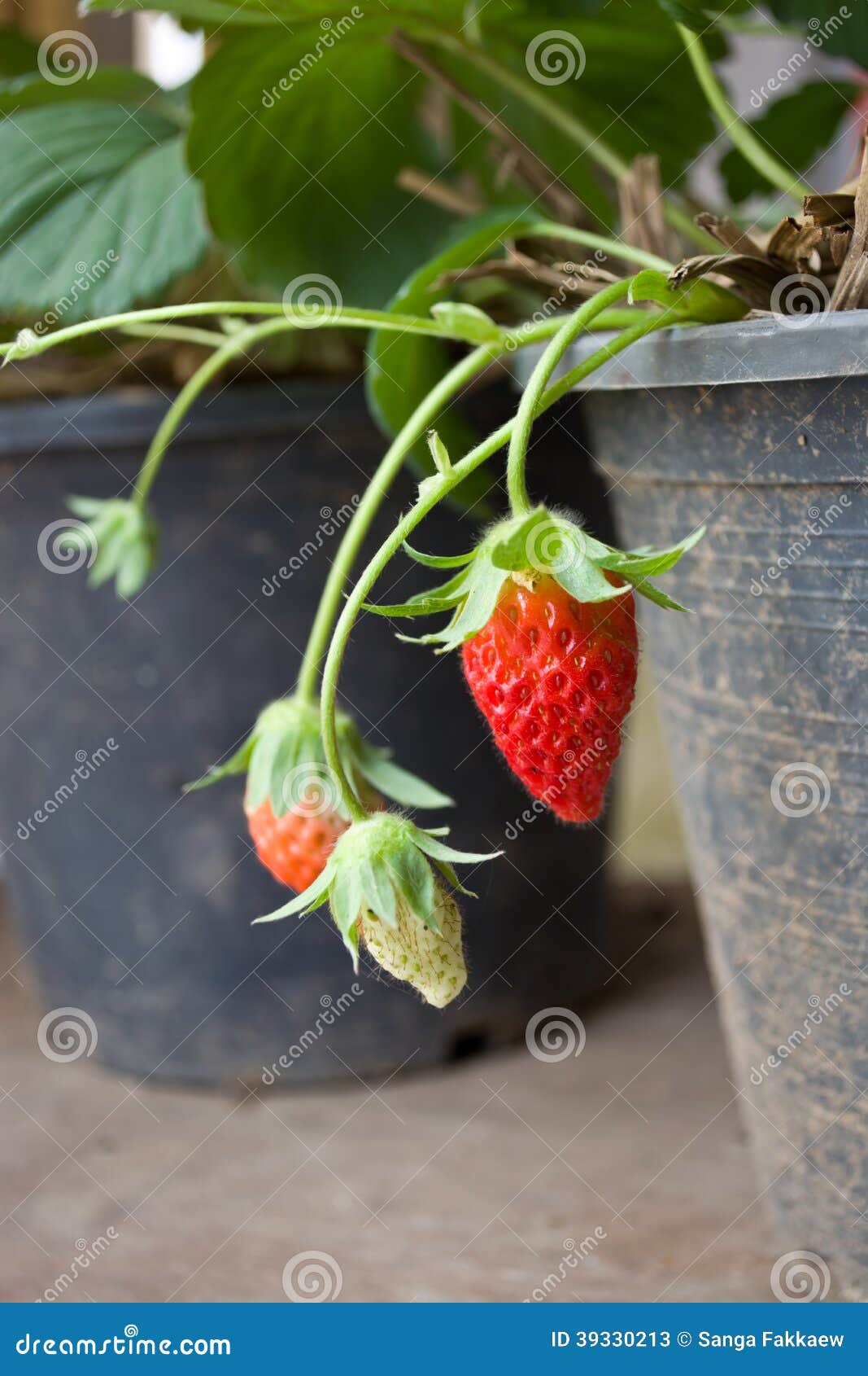 Ripe strawberry stock image. Image of nature, growth - 39330213
