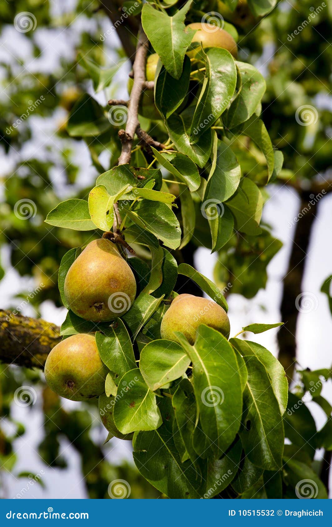 Ripe Summer Pears on Branch Stock Photo - Image of health, branch: 10515532