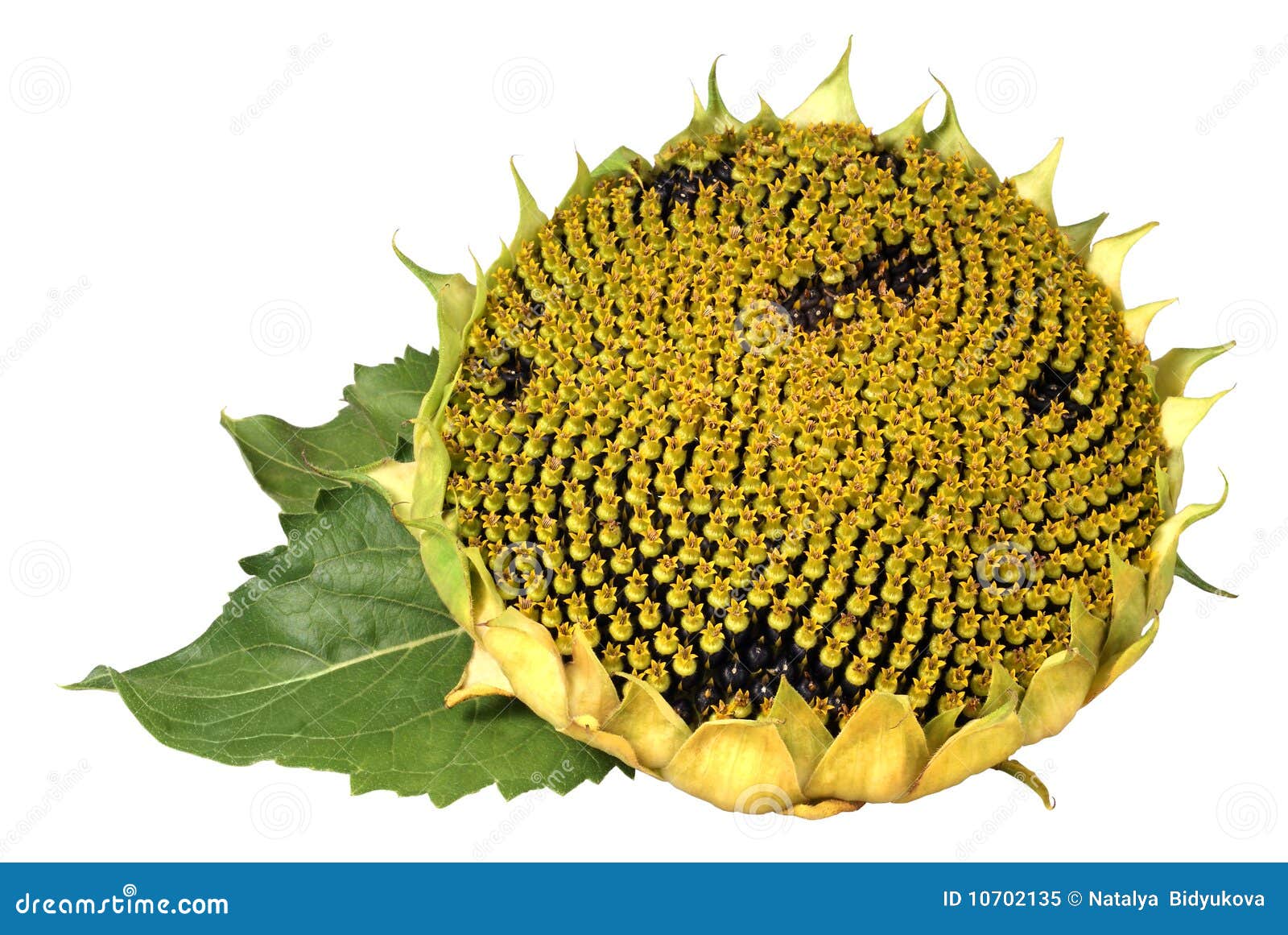 Ripe sunflower stock image. Image of plant, vitamins - 10702135