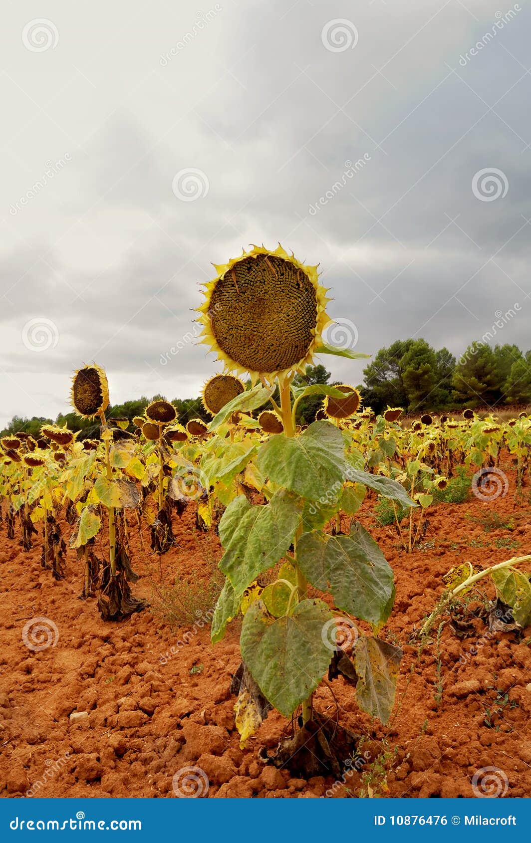 Ripe sunflower stock photo. Image of gold, farm, farming - 10876476