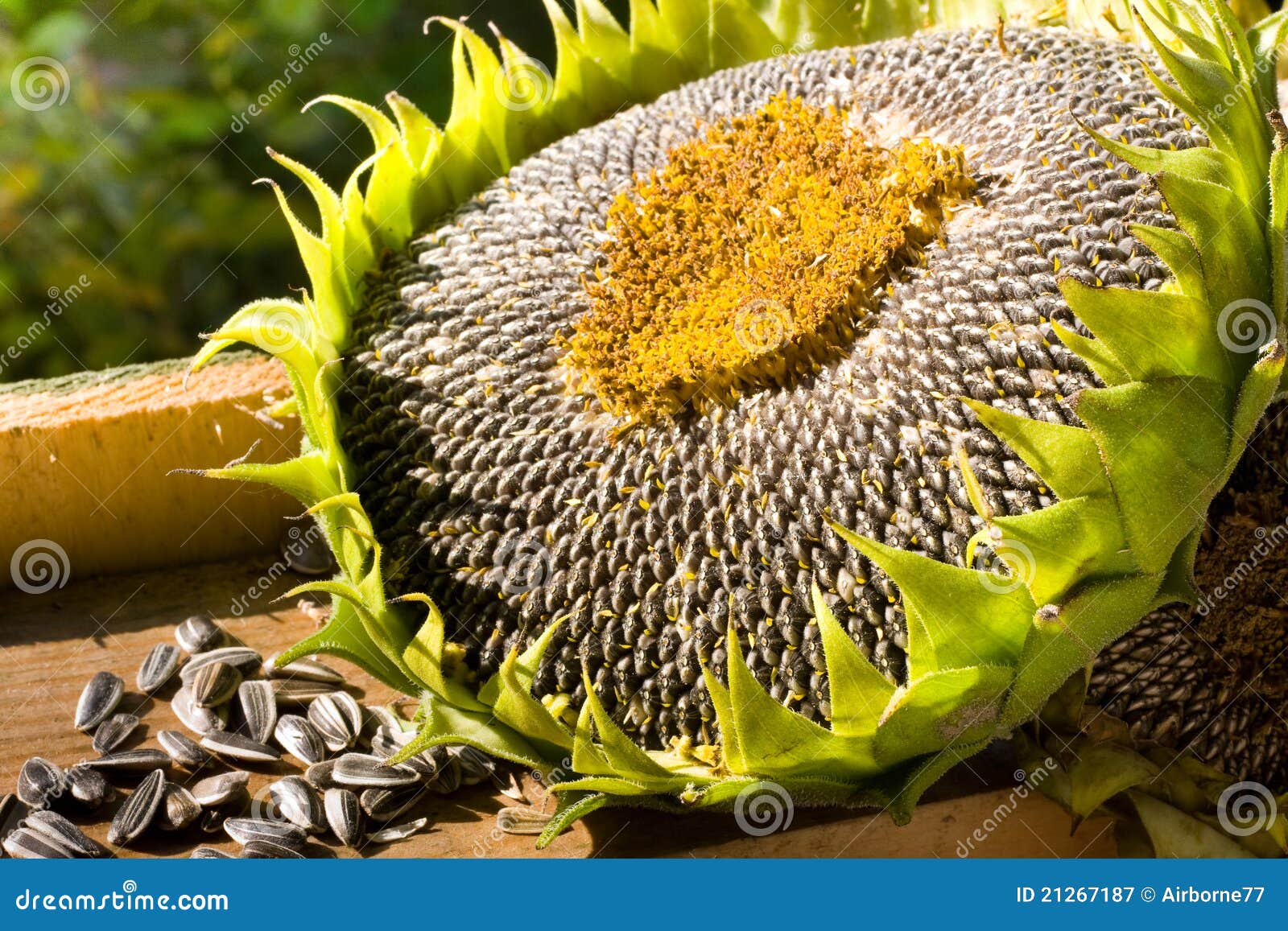 Ripe sunflower stock image. Image of grow, shelled, bright - 21267187