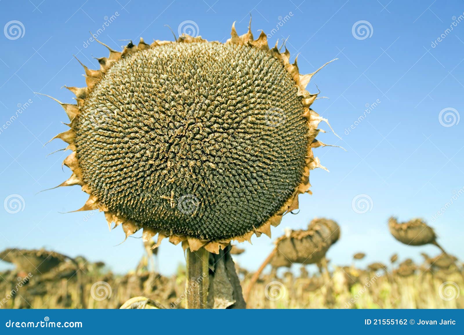 Ripe sunflower stock photo. Image of europe, field, crop - 21555162