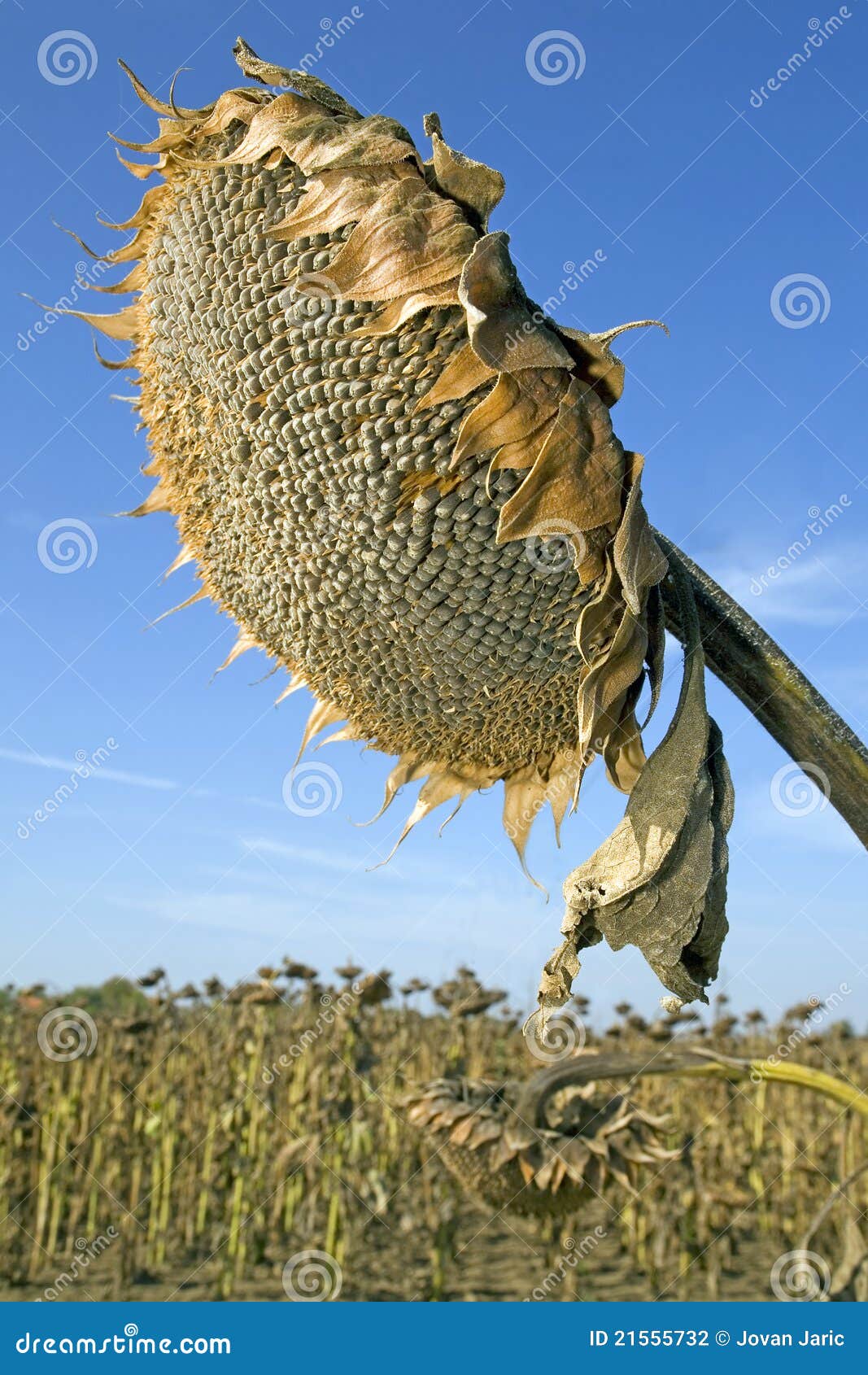 Ripe sunflower stock photo. Image of ripe, industry, agriculture - 21555732