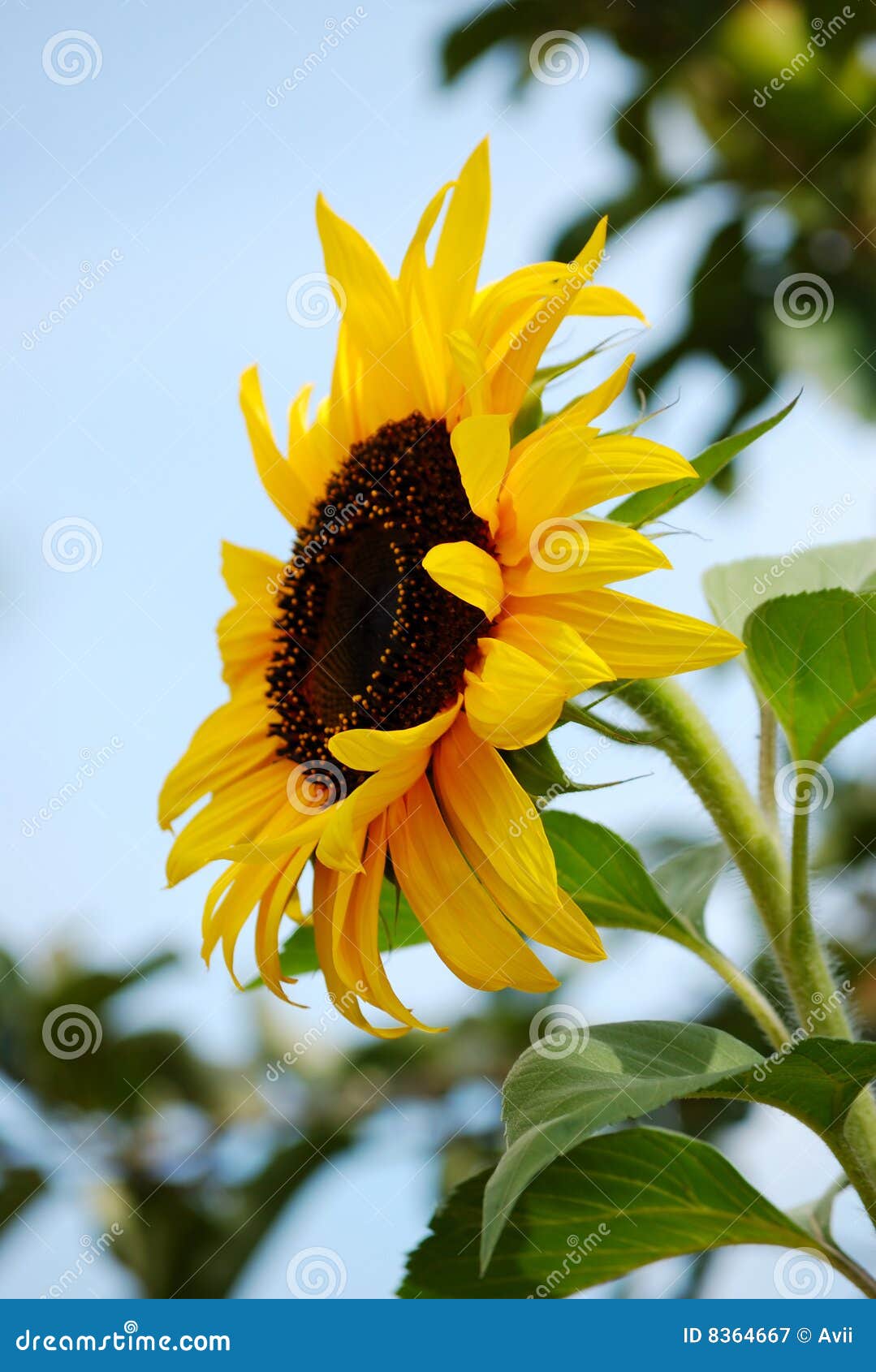 Ripe sunflower stock image. Image of country, meadow, agriculture - 8364667