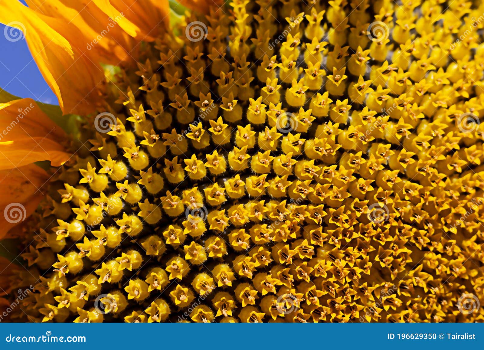 Ripe Sunflower Close-up in the Sun Stock Photo - Image of healthy ...