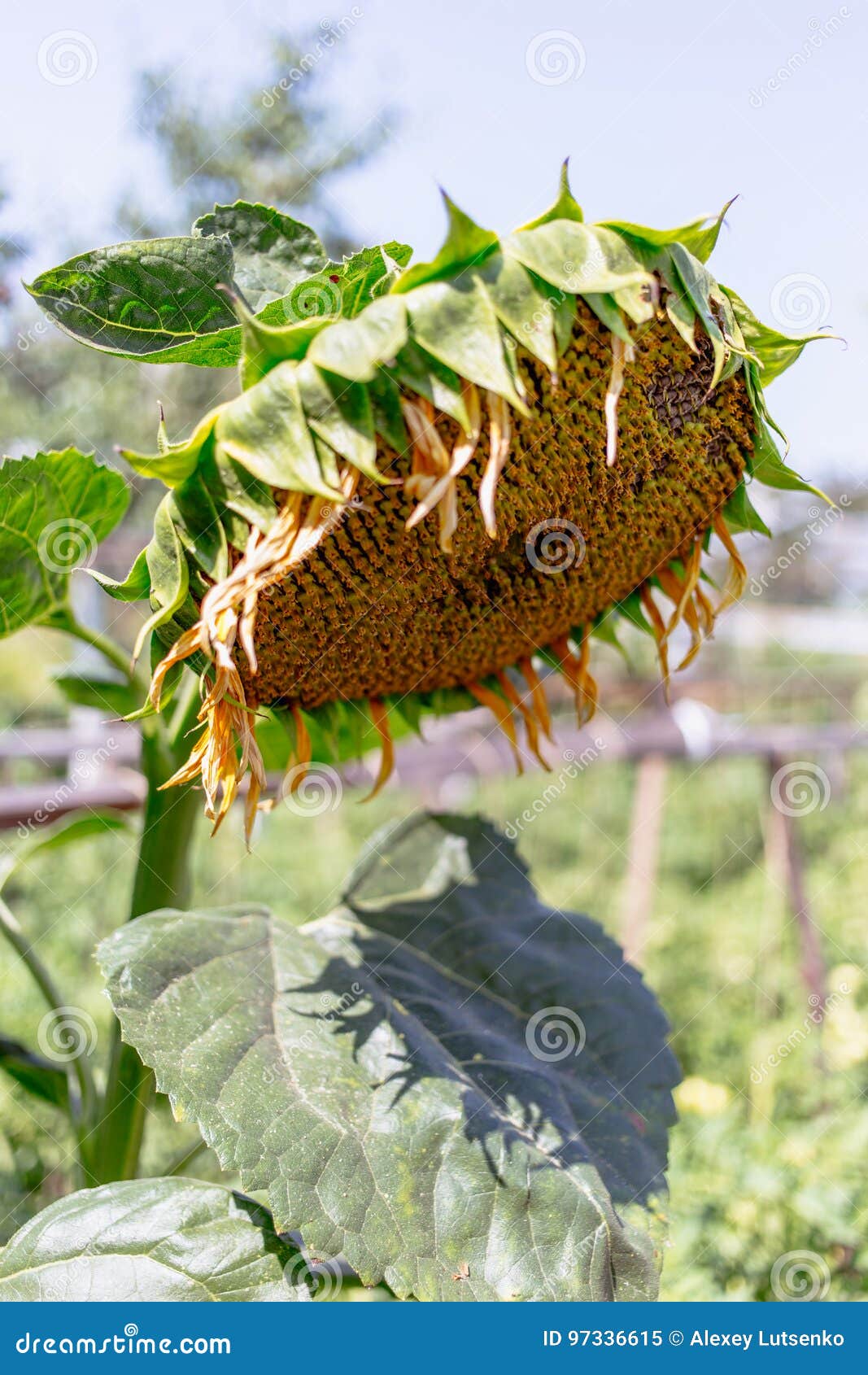 Ripe sunflower stock image. Image of fresh, agriculture - 97336615