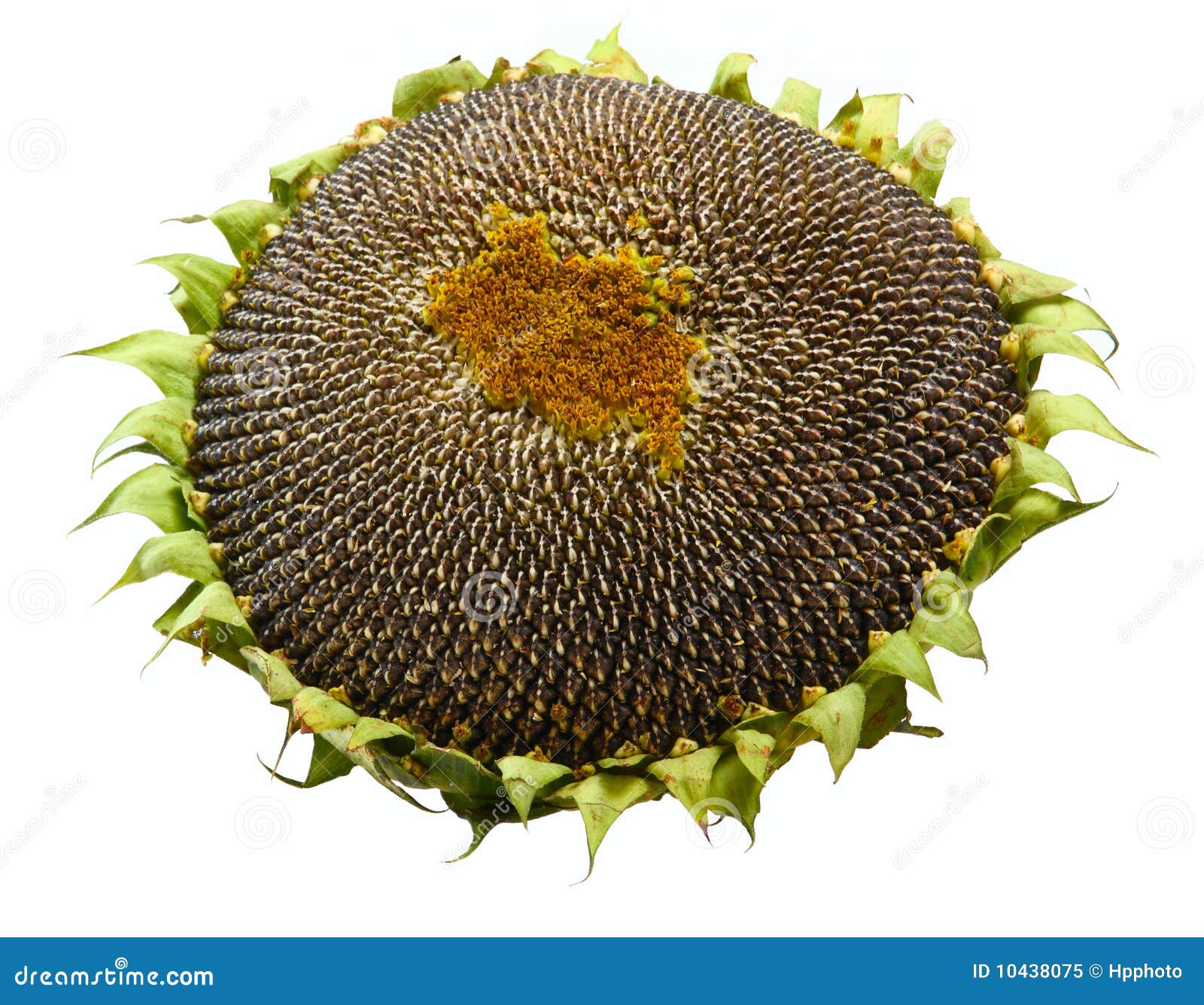 Ripe sunflower s seeds stock image. Image of farming - 10438075