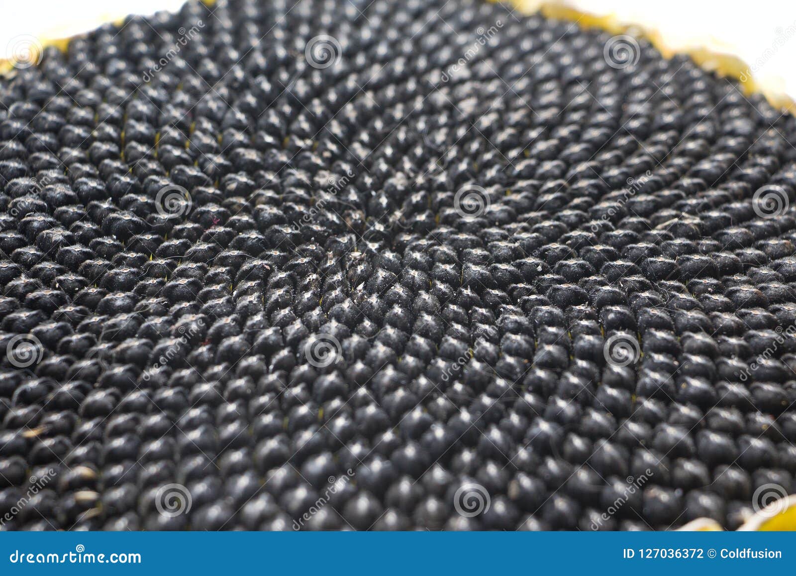 Ripe Sunflower with seeds stock photo. Image of bright - 127036372