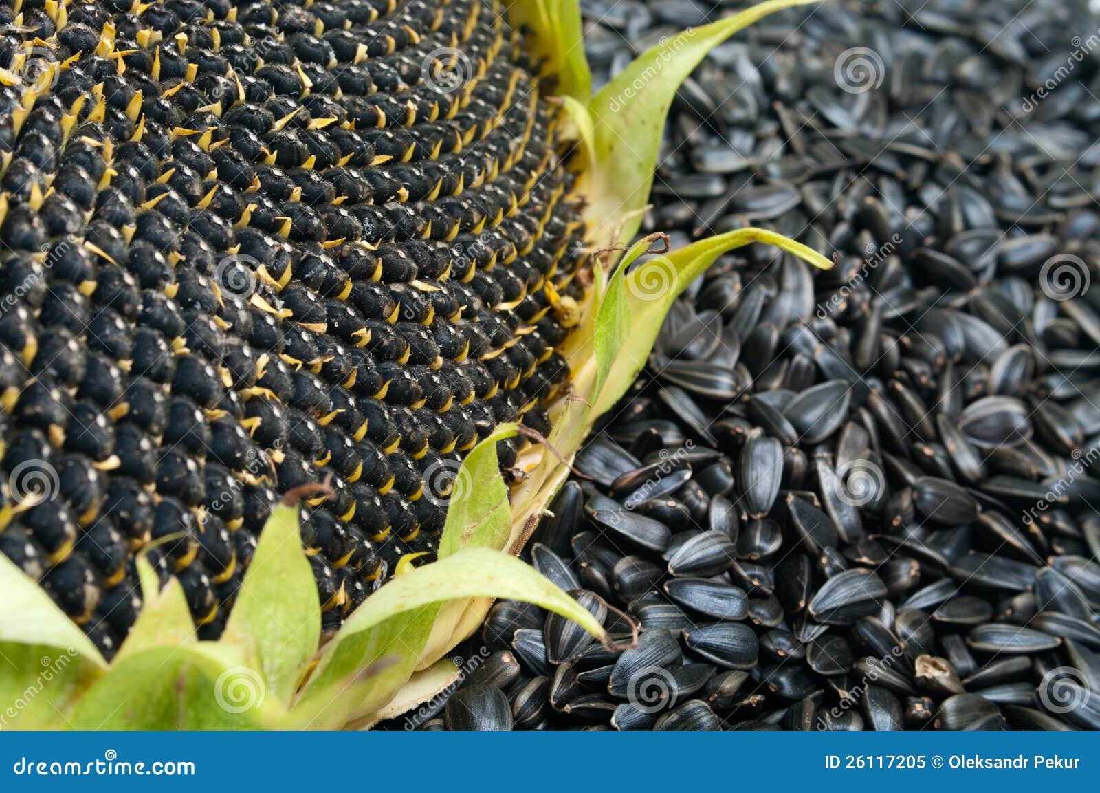 Ripe sunflower and seeds stock image. Image of vitamin - 26117205