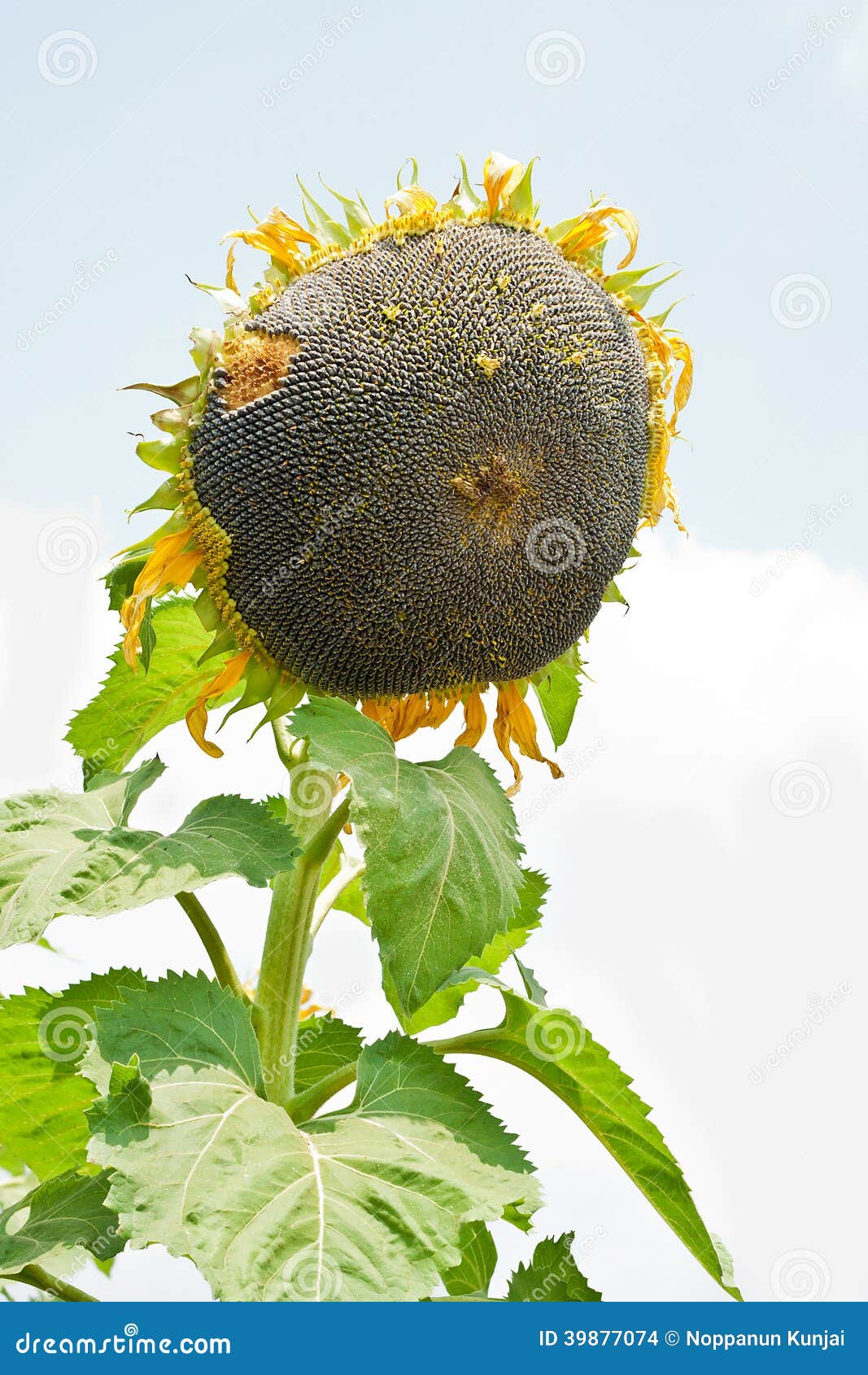 Ripe sunflower stock photo. Image of season, common, vibrant - 39877074