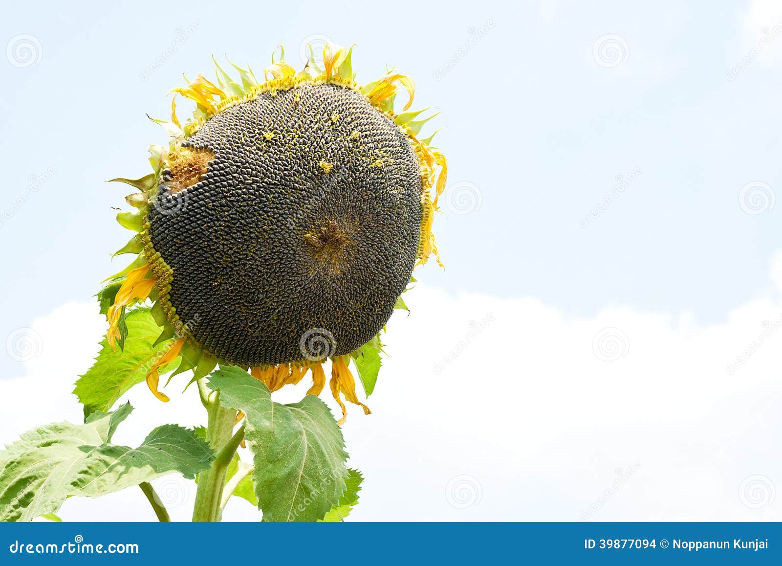 Ripe sunflower stock photo. Image of common, background - 39877094