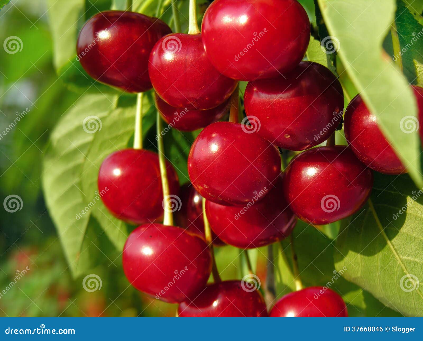 Ripe Sweet Cherry on a Tree Stock Photo - Image of group, organic: 37668046