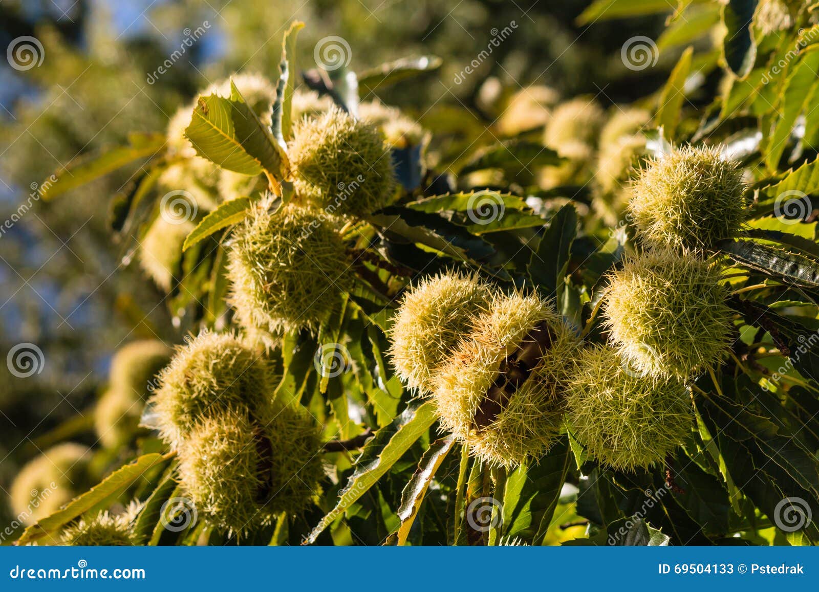 Ripe Sweet Chestnuts on Tree Stock Image - Image of ripe, leaves: 69504133