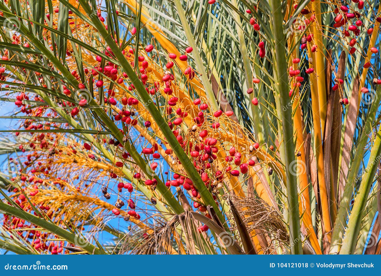 Ripe dates on the palm stock photo. Image of bunch, outdoor - 104121018