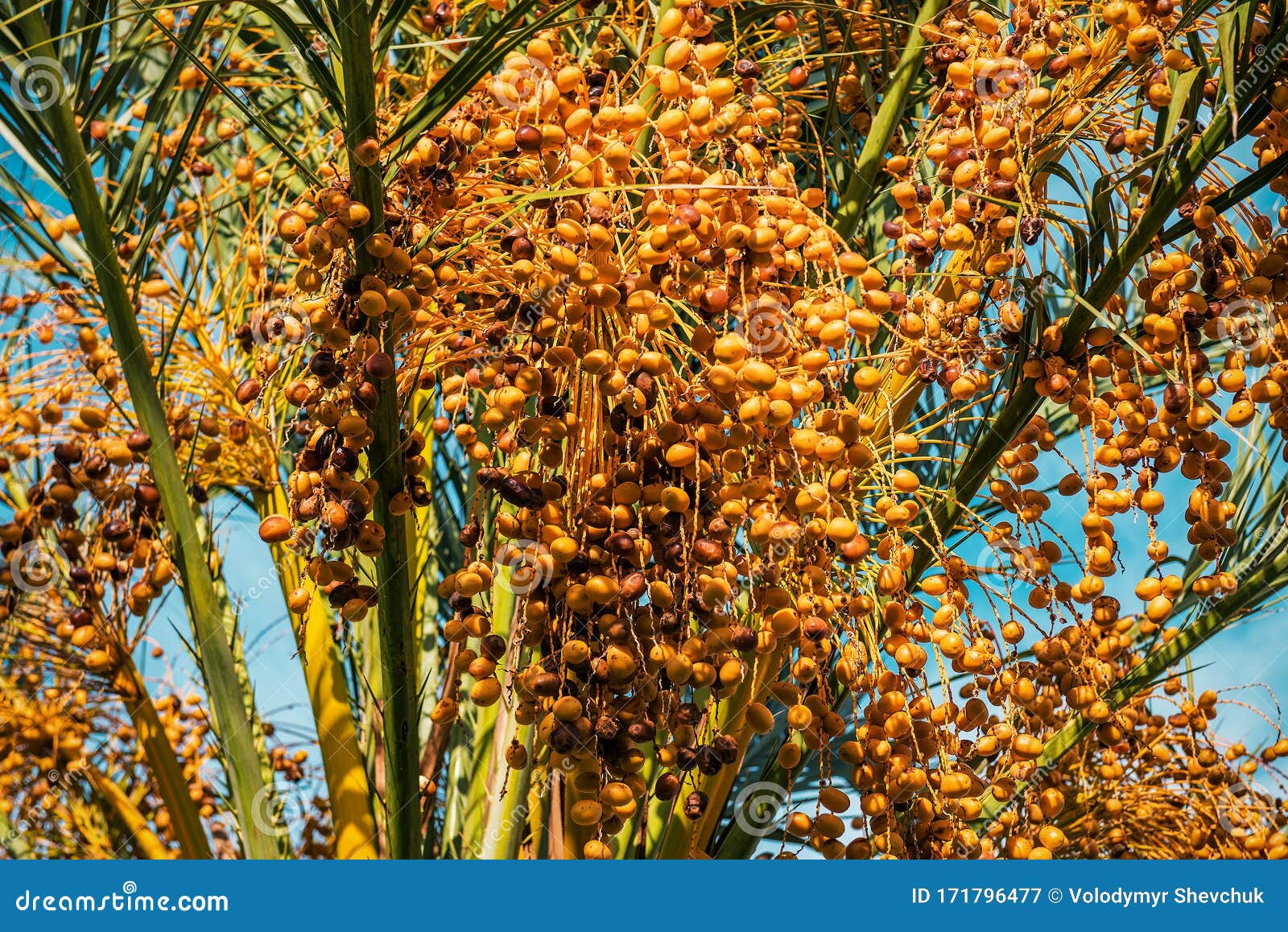 Ripe sweet dates stock image. Image of bunch, nature - 171796477