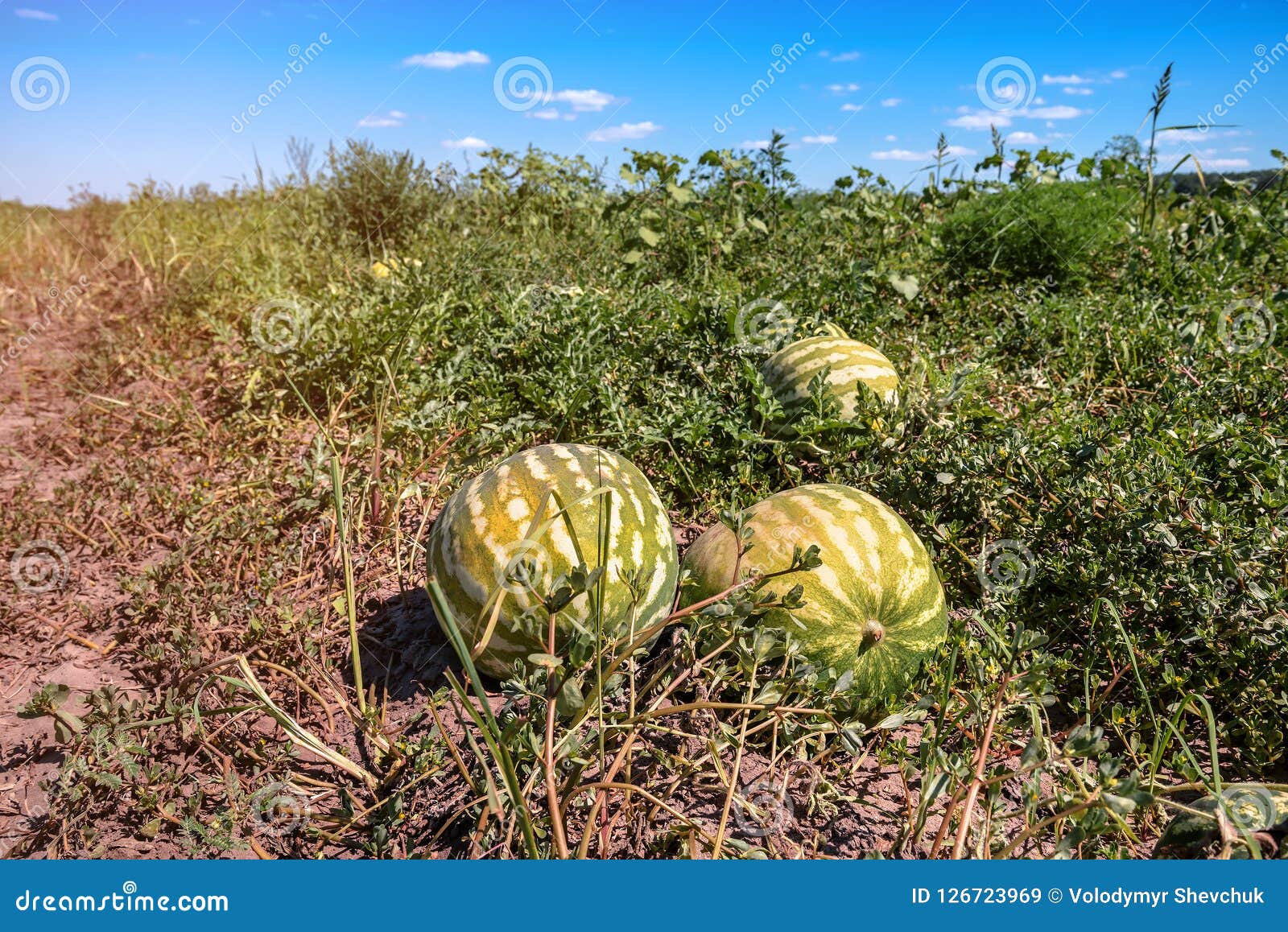 Ripe Watermelons in the Field Stock Image - Image of gardening, green ...