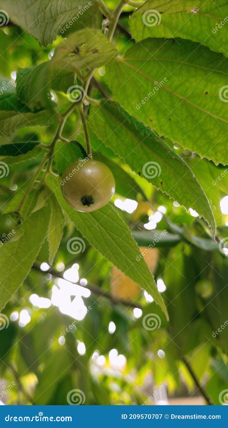 Ripe Talok Fruit Ready Stock Photos - Free & Royalty-Free Stock Photos ...