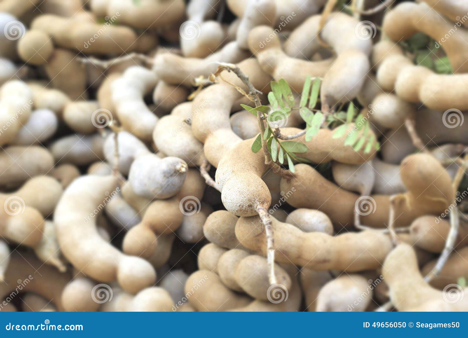 Ripe tamarind fruit stock photo. Image of fruit, brown - 49656050