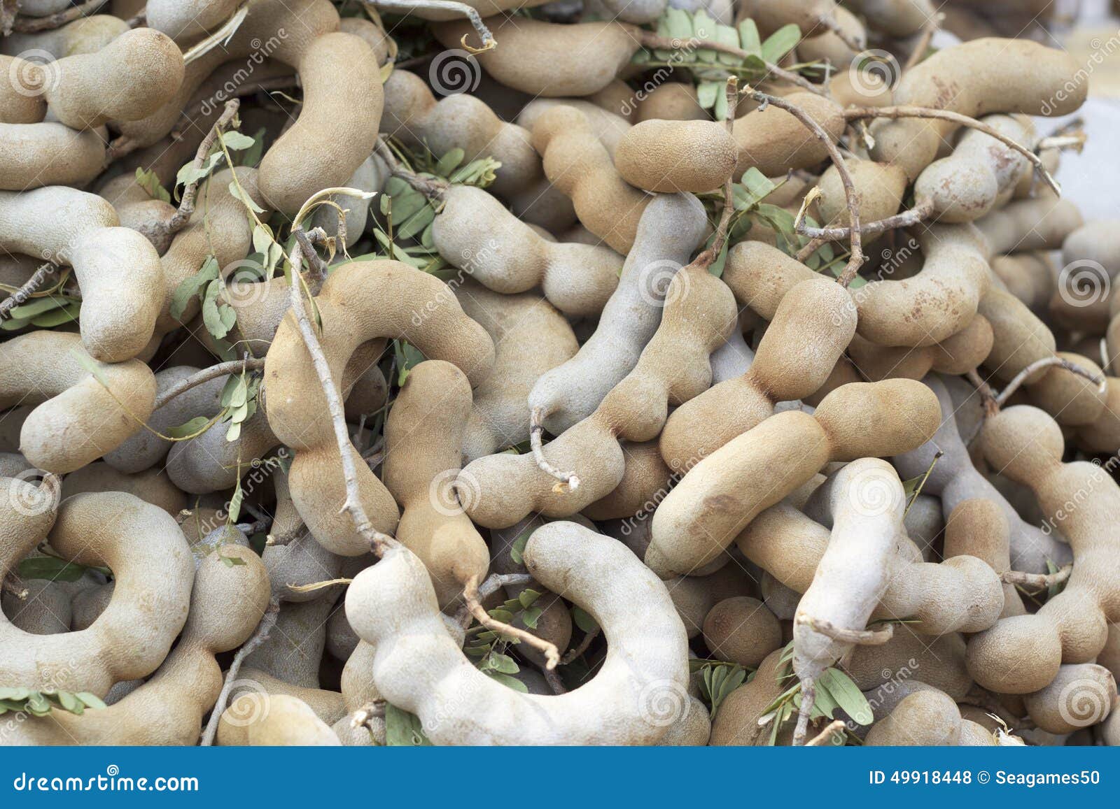 Ripe tamarind fruit stock photo. Image of nutrition, beautiful - 49918448