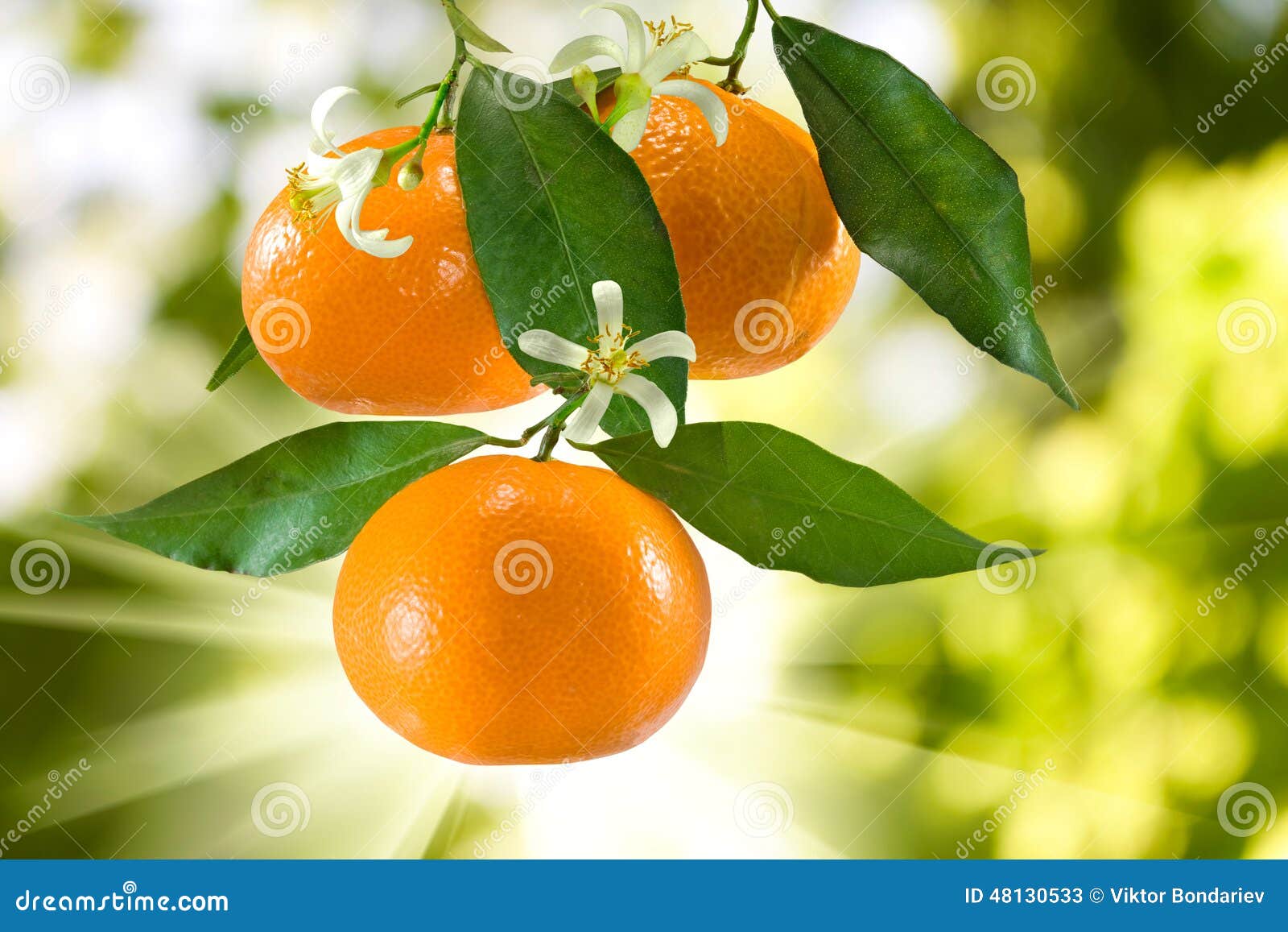 Ripe tangerine stock image. Image of nature, organic - 48130533