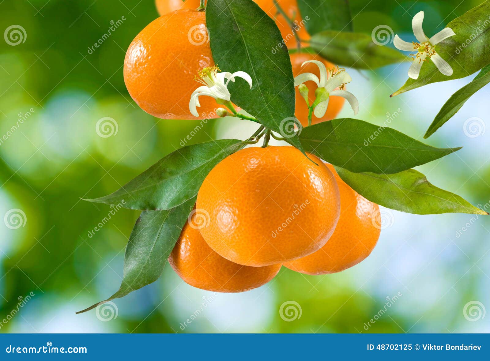 Ripe tangerine stock image. Image of branches, modern - 48702125