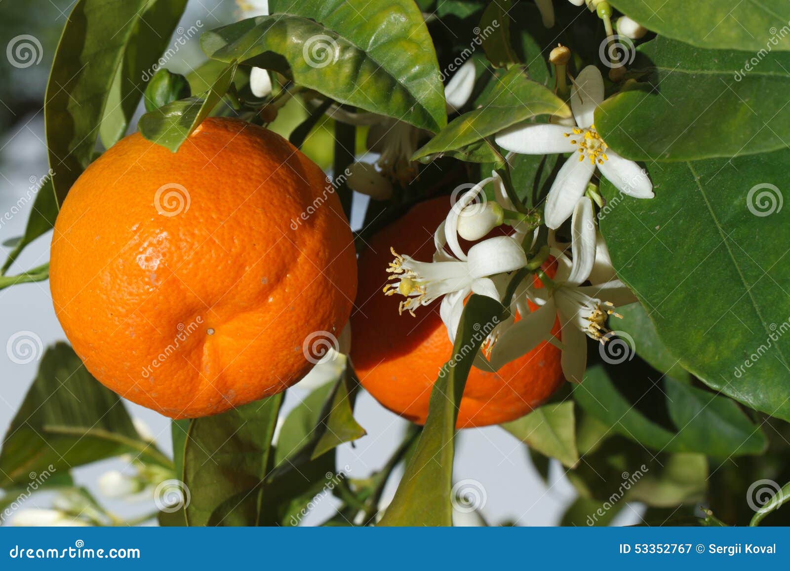 Ripe Tangerines and Flower on a Tree Horizontal, Outdoors Stock Image ...