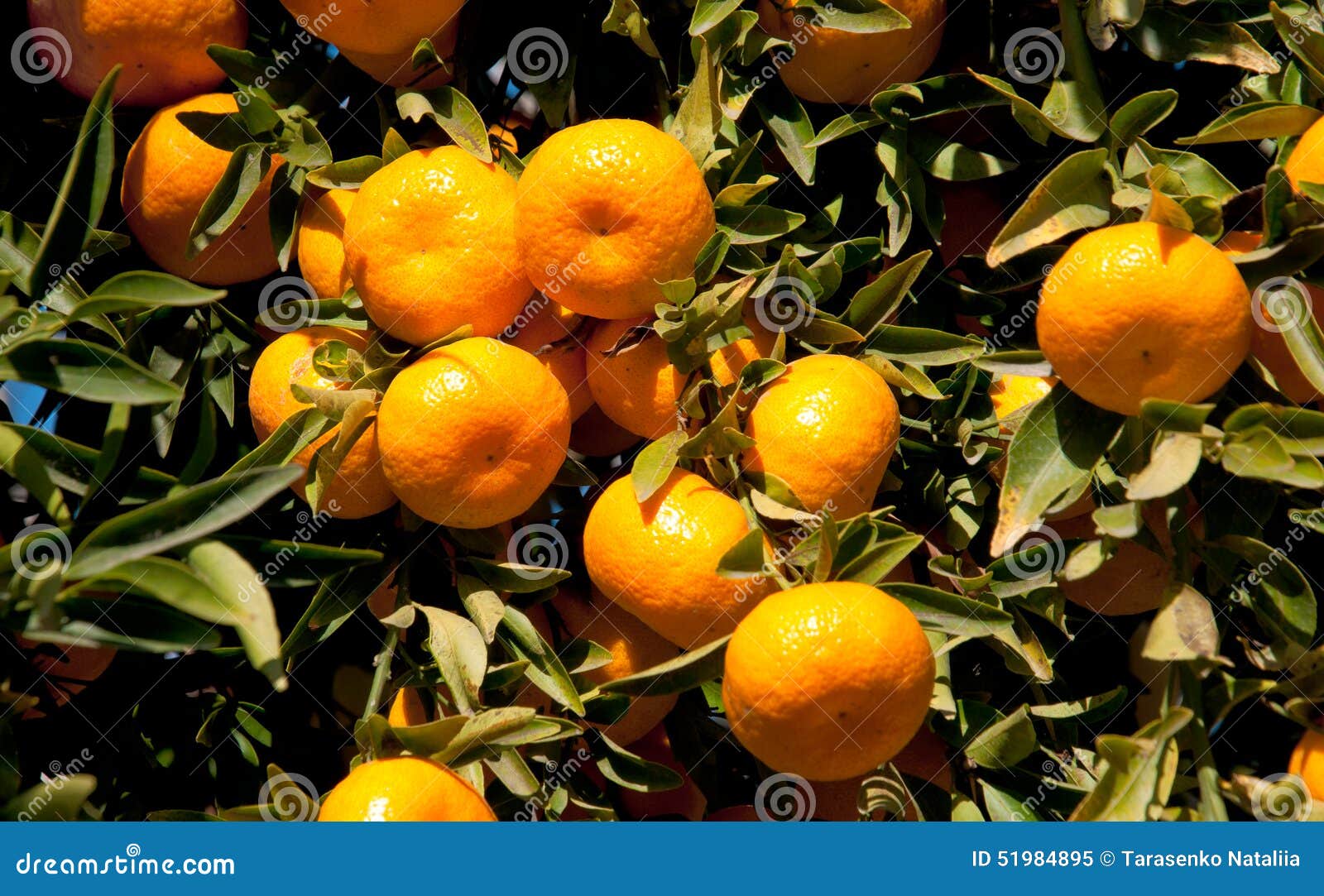 Ripe Tangerines Hanging from the Tree Stock Image - Image of health ...