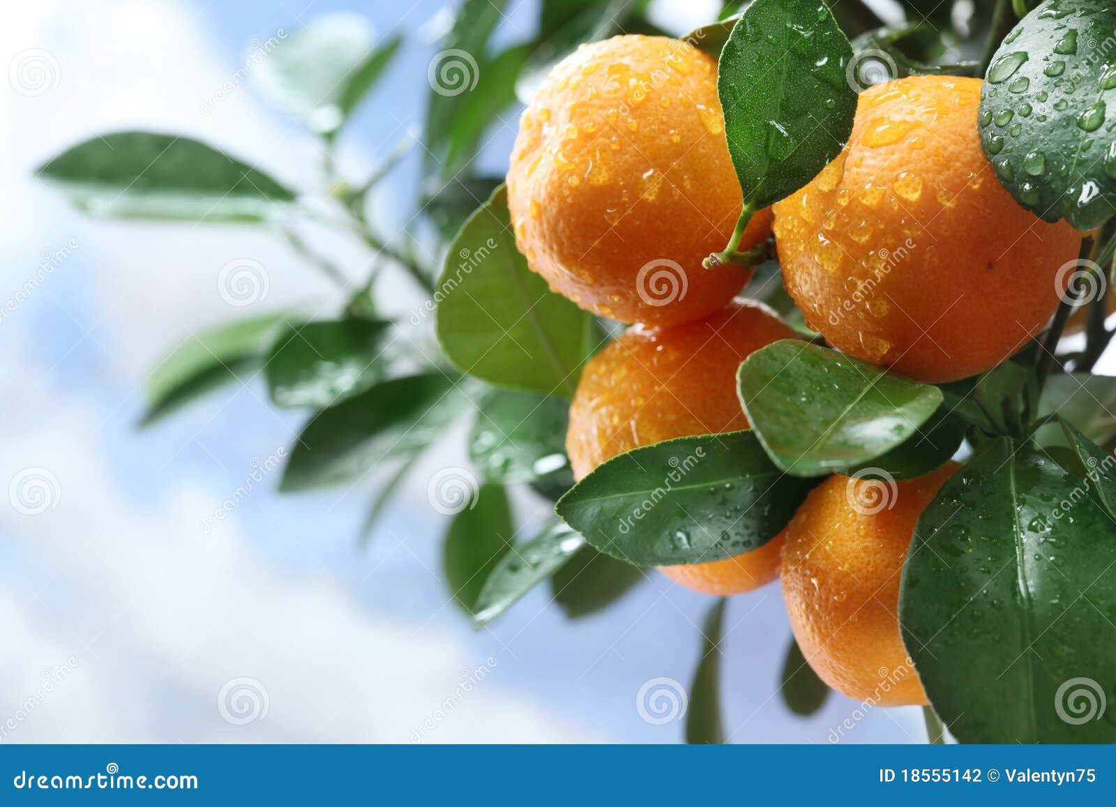 Ripe Tangerines on a Tree Branch. Stock Photo - Image of summer ...