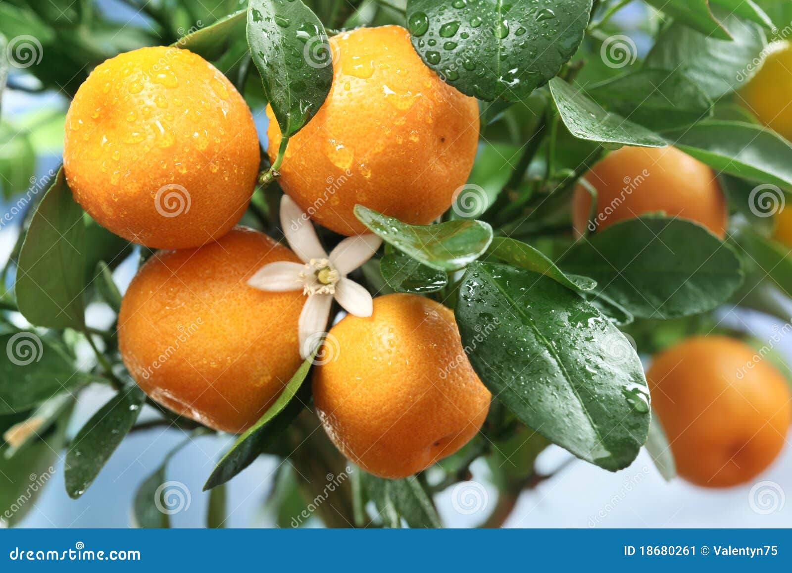 Ripe Tangerines on a Tree Branch. Stock Image - Image of orange, crop ...