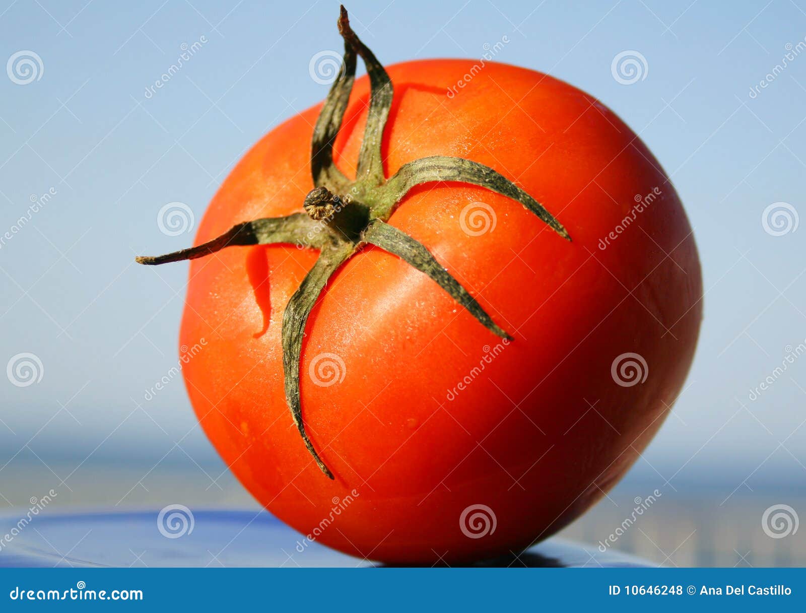 Ripe tomato stock photo. Image of isolated, nutritious - 10646248