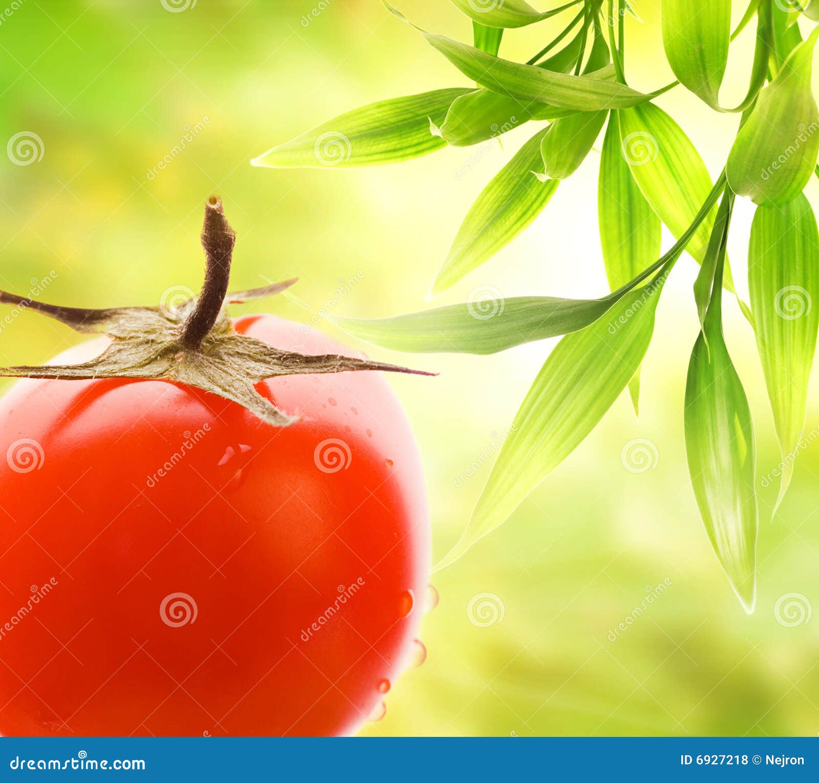 Ripe tomato stock photo. Image of space, healthy, fresh - 6927218