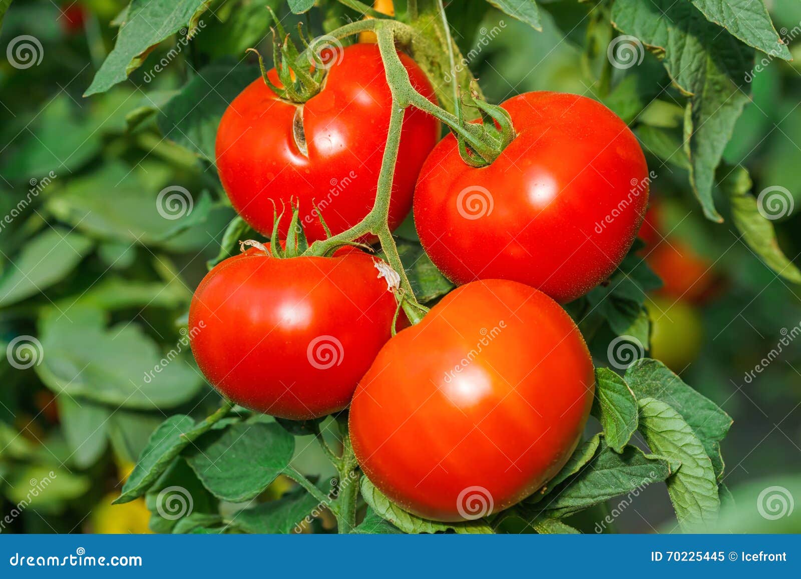 Ripe Tomato Cluster in Greenhouse Stock Image - Image of food, tomato ...