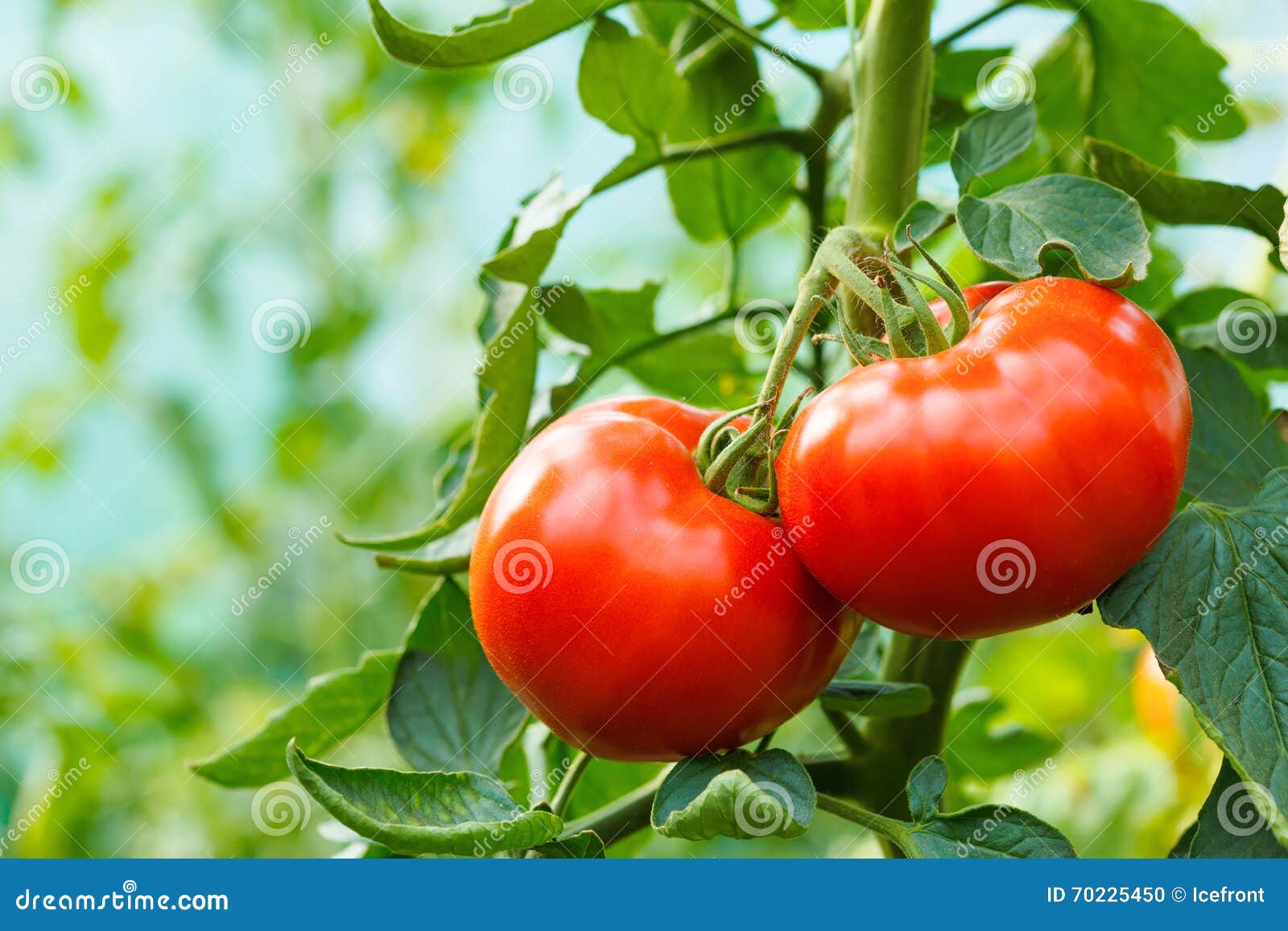 Ripe Tomato Cluster in Greenhouse Stock Photo - Image of lycopersicum ...