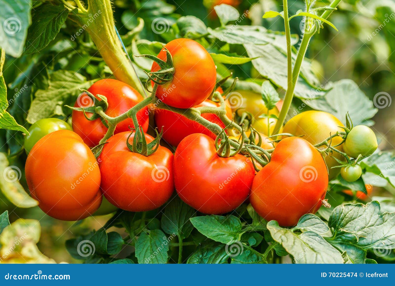 Ripe Tomato Cluster in Greenhouse Stock Photo - Image of cluster ...